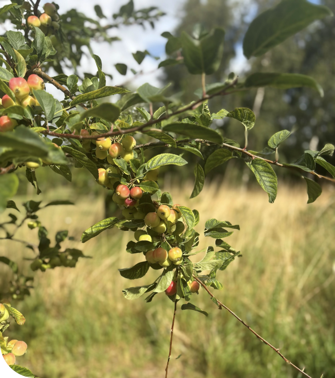 Time of Togetherness - Introducing Lent: Waiting in the Wilderness ...